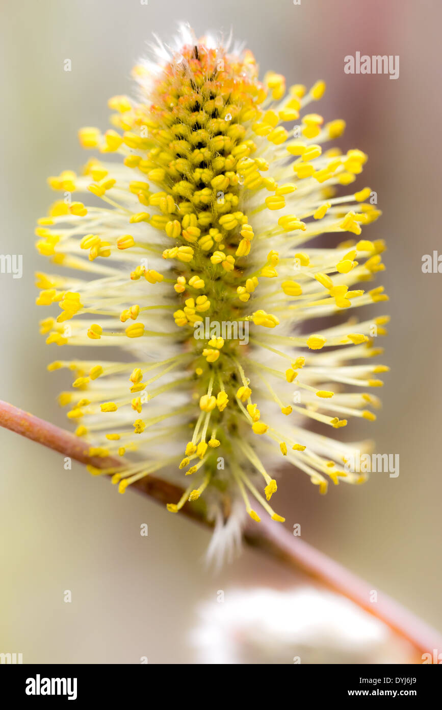 Yellow catkin on a tree branch in spring Stock Photo - Alamy