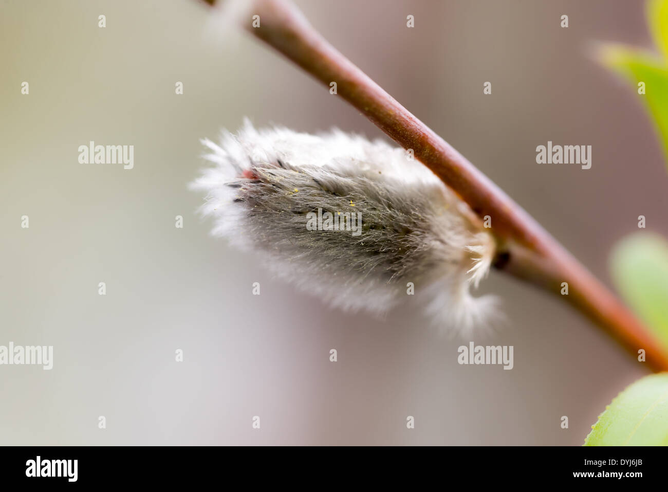 Catkin in bloom hi-res stock photography and images - Alamy