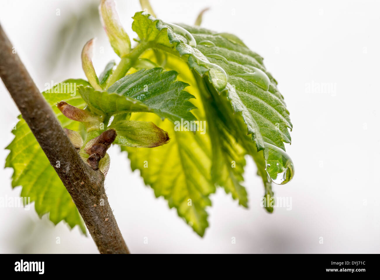 Drop detail hi-res stock photography and images - Alamy