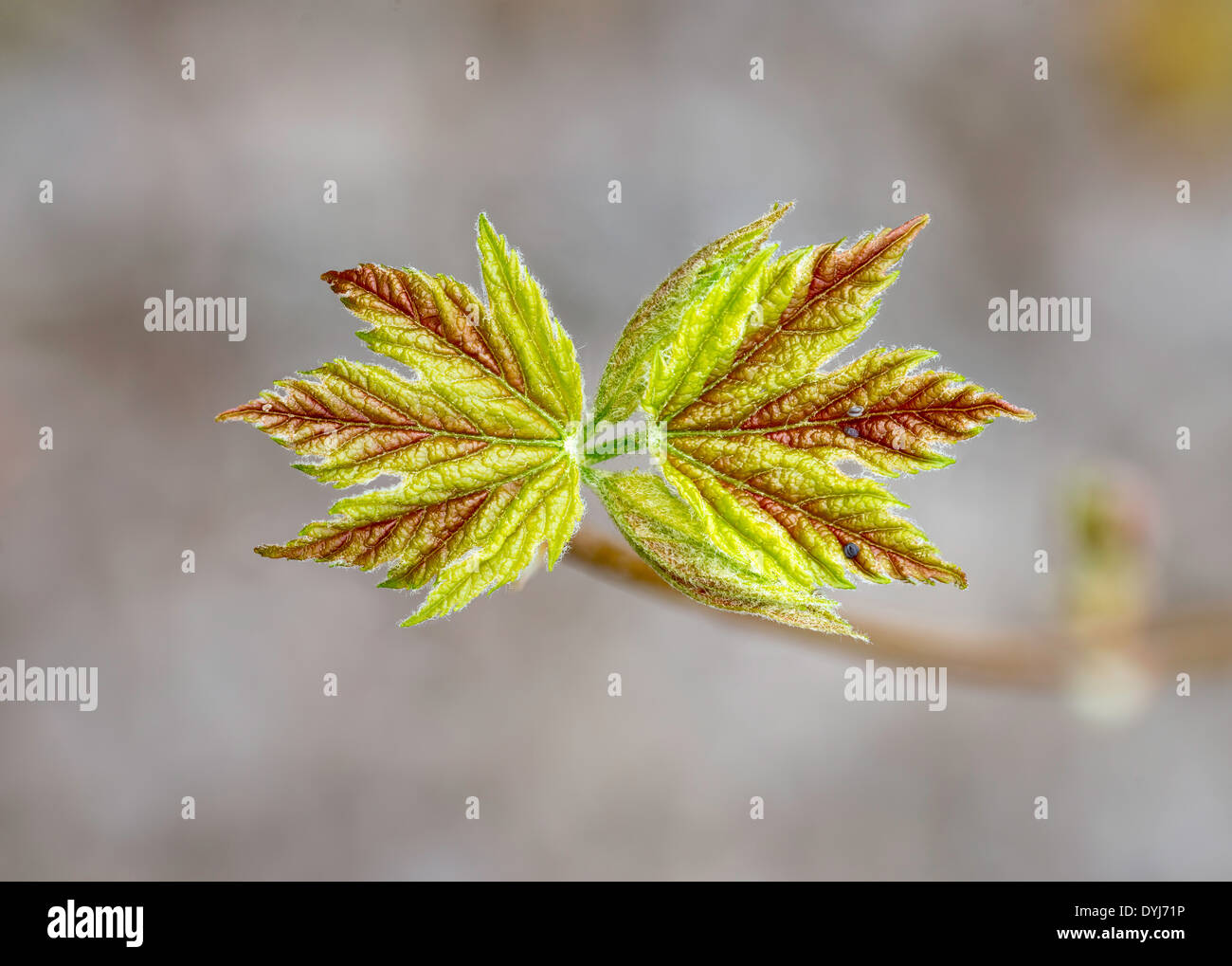 Young green and red sprout under the spring sun Stock Photo - Alamy