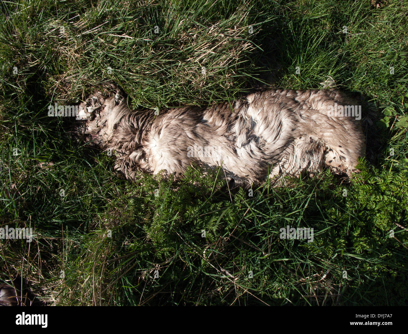 Decaying body hi-res stock photography and images - Alamy