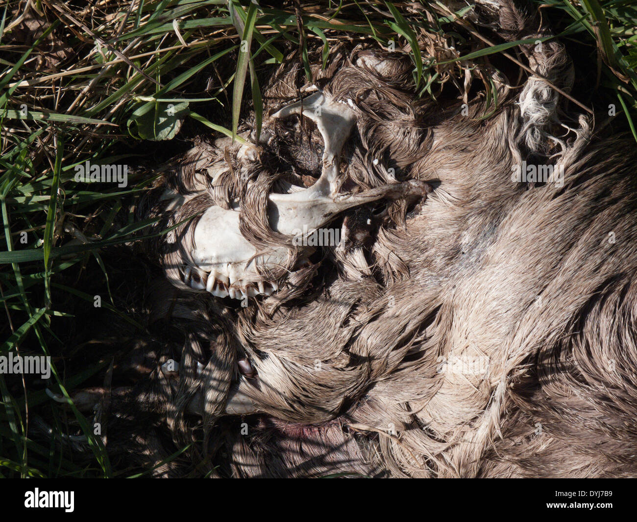 Skull of decaying Deer killed in road accident Stock Photo - Alamy