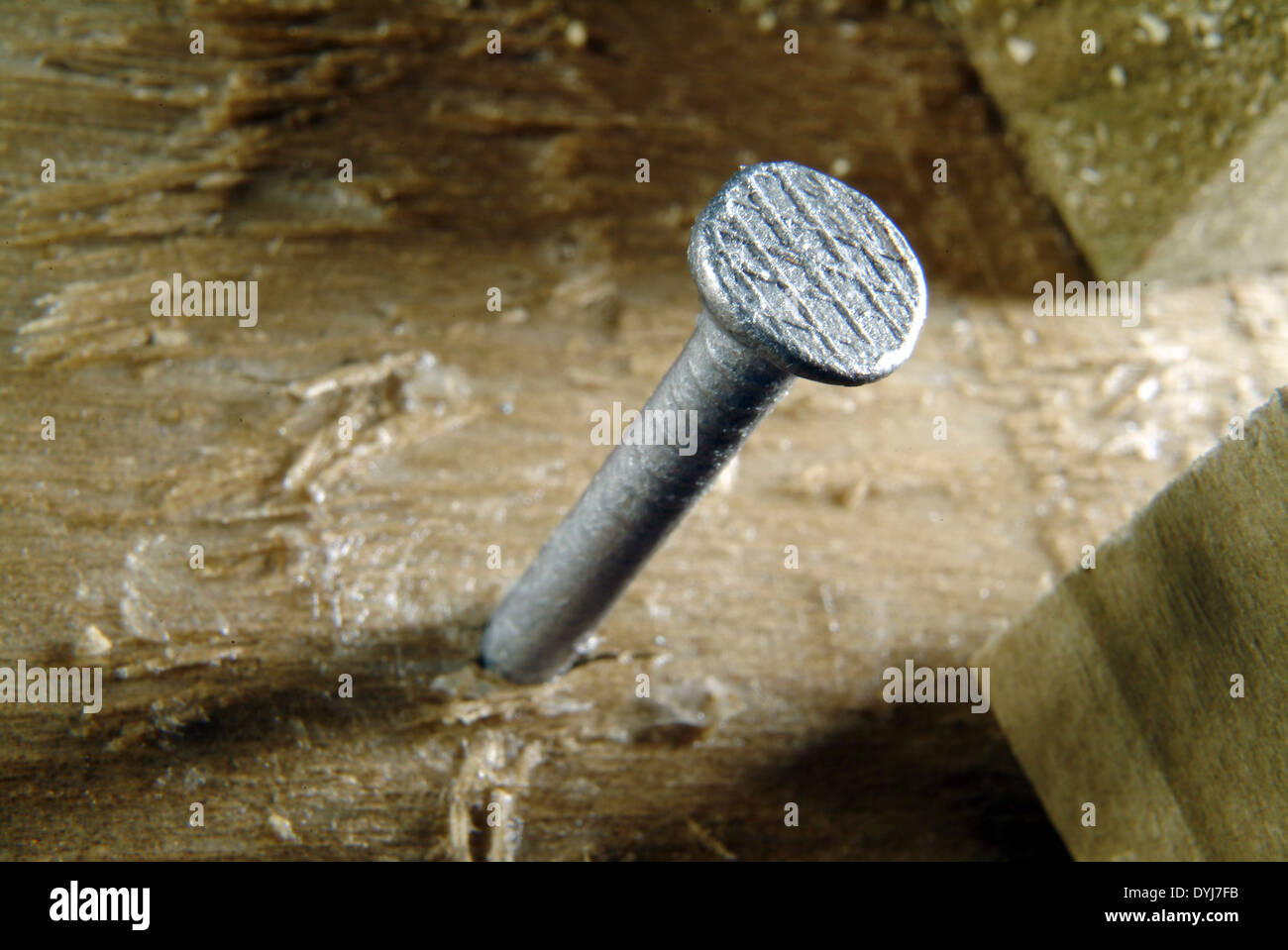 Clout nail half driven into timber Stock Photo - Alamy