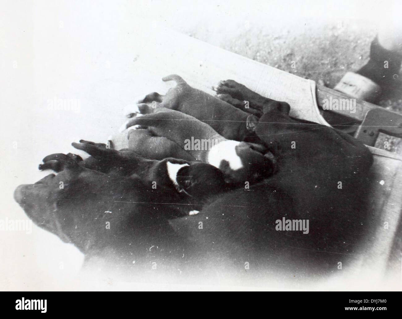 Vpb 102 hi-res stock photography and images - Alamy