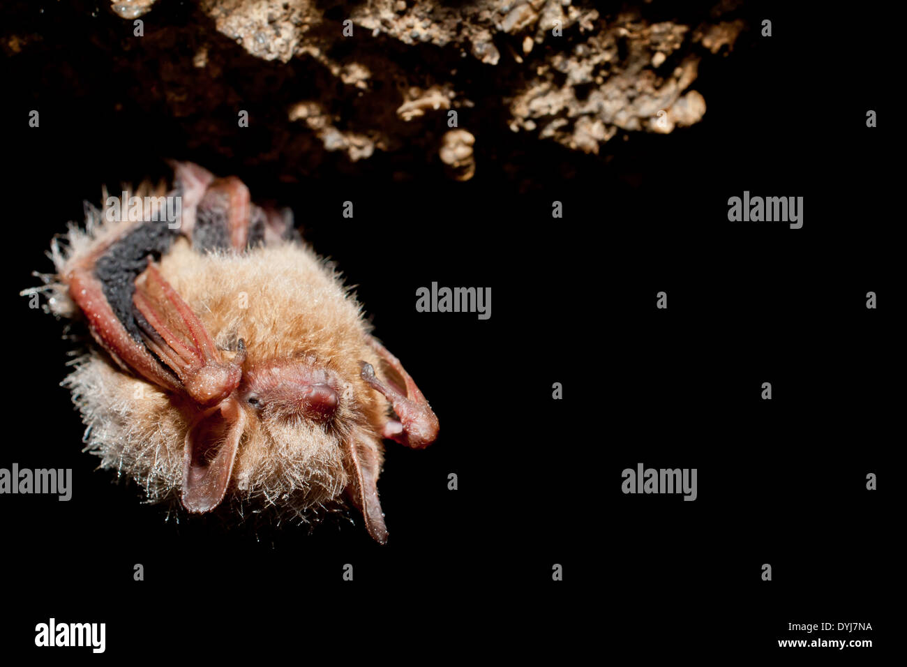 White nose syndrome hi-res stock photography and images - Alamy