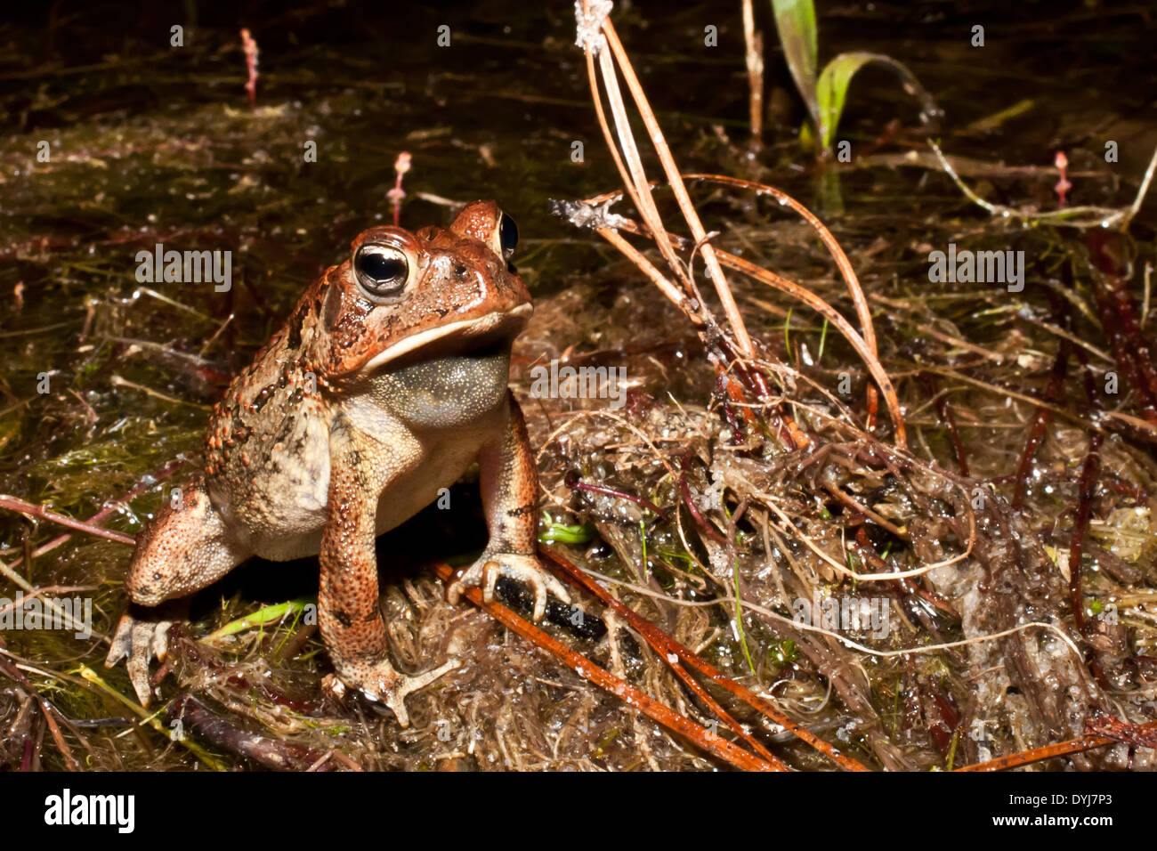 Southern toad hi-res stock photography and images - Alamy