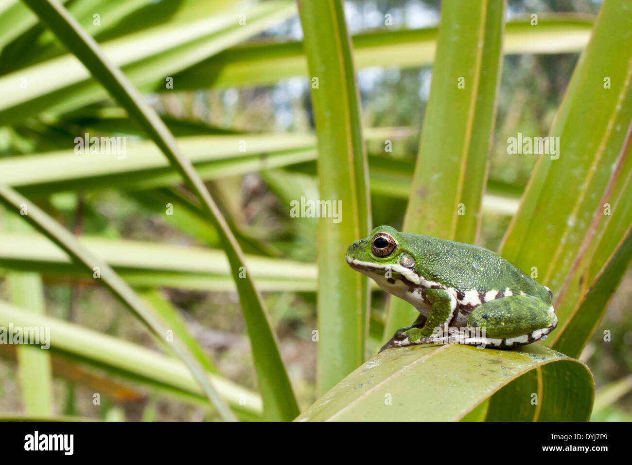 Cute tree frog hi-res stock photography and images - Alamy