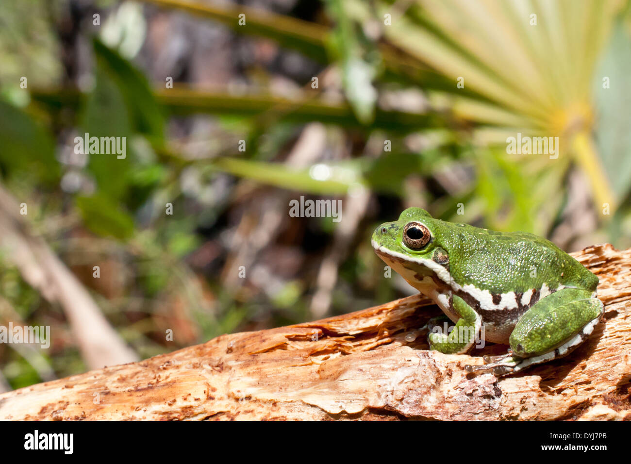 Cute tree frog hi-res stock photography and images - Alamy
