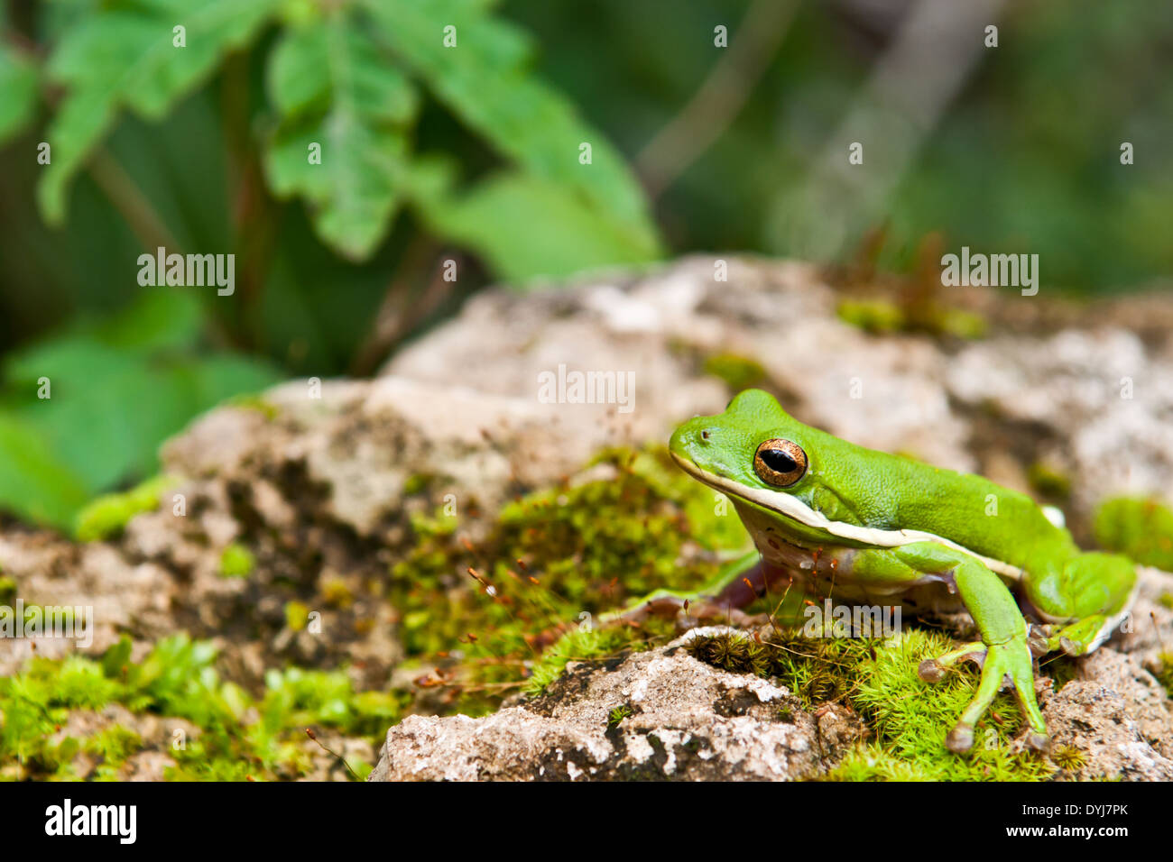 Frog skin pattern hi-res stock photography and images - Alamy