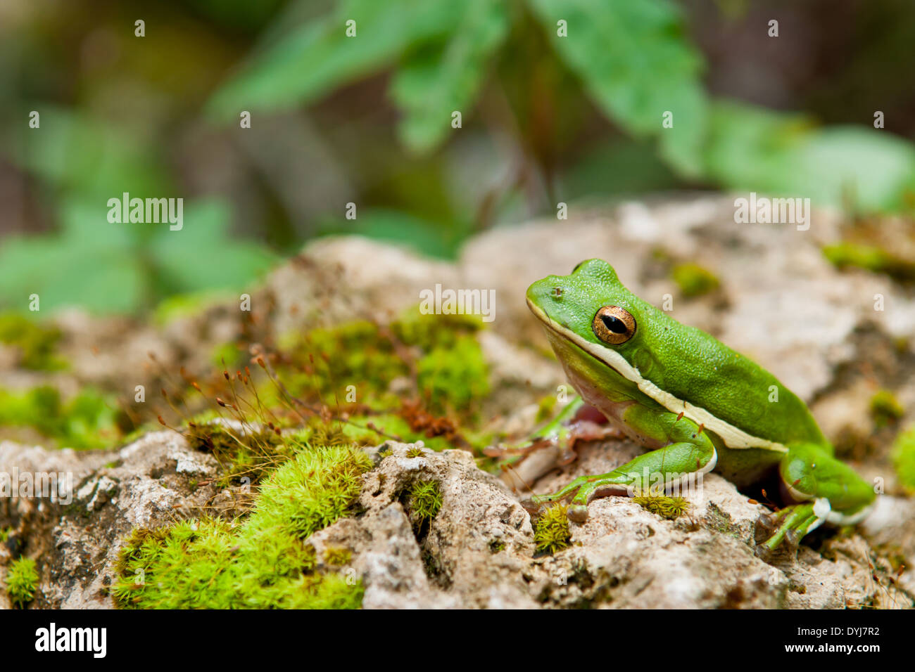 Frog skin pattern hi-res stock photography and images - Alamy