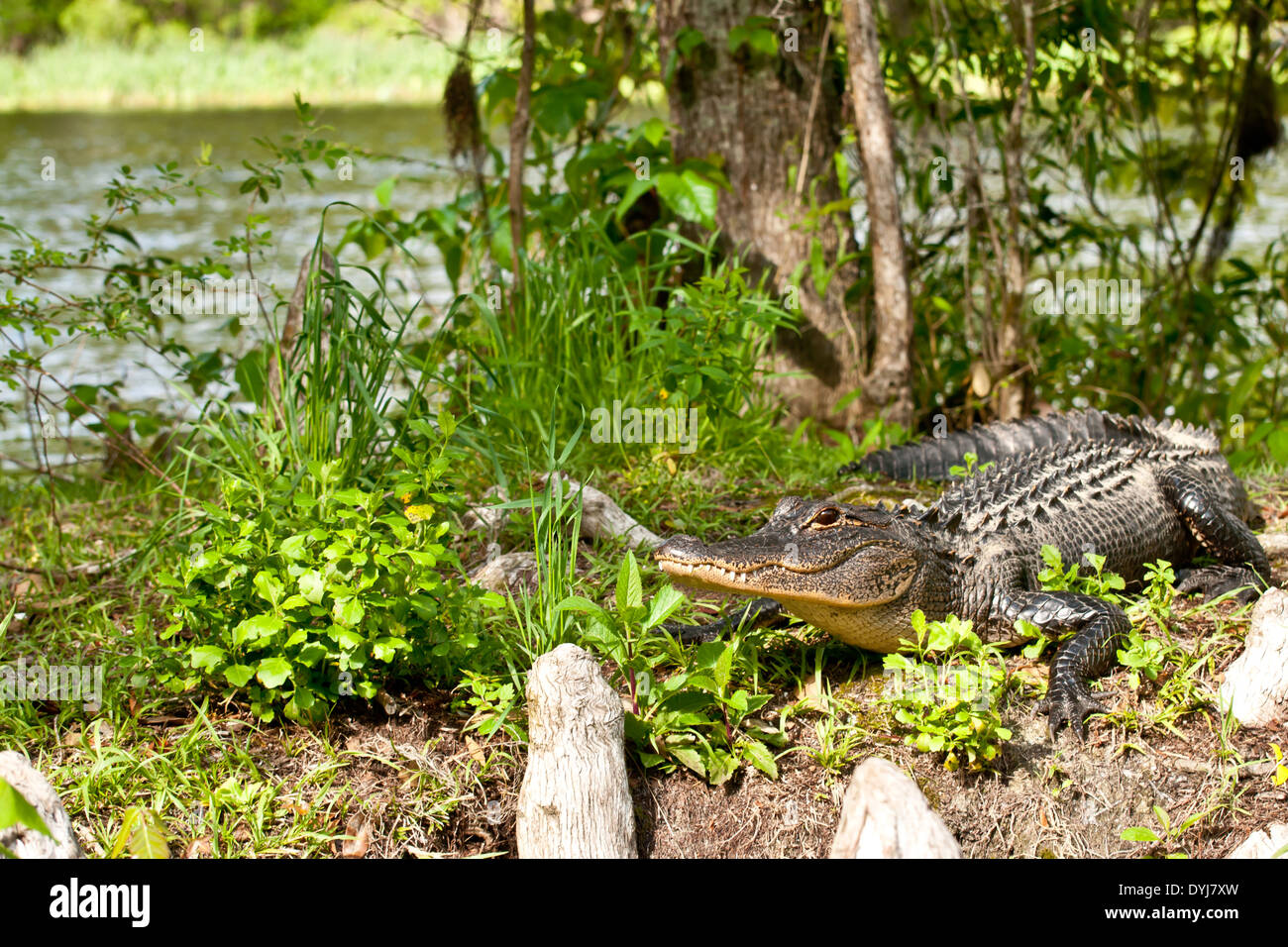 Scary alligator hi-res stock photography and images - Alamy