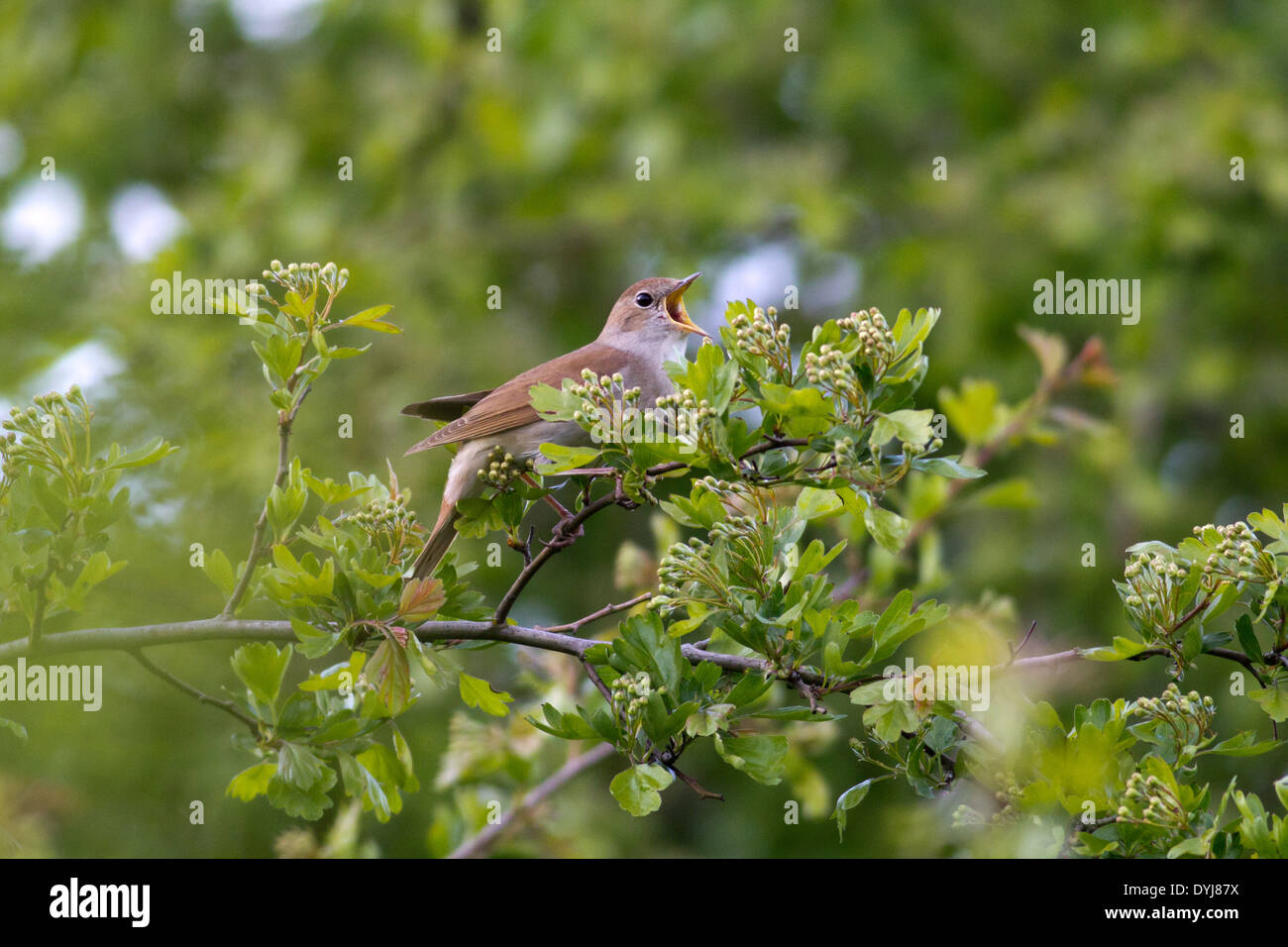 Nightingale singing hi-res stock photography and images - Alamy