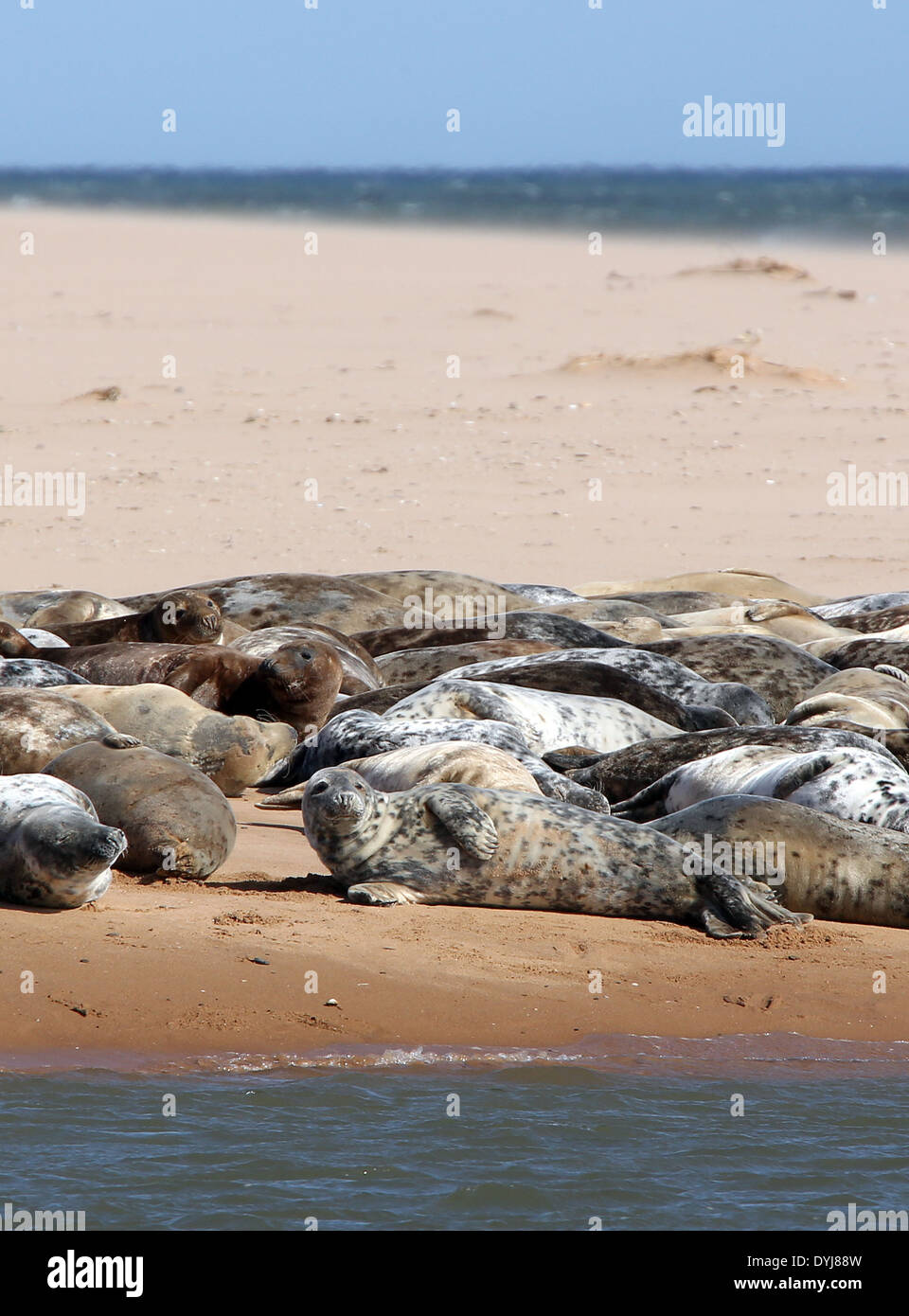 Grey seals basking in the sun on the beach at the village of Newburgh ...