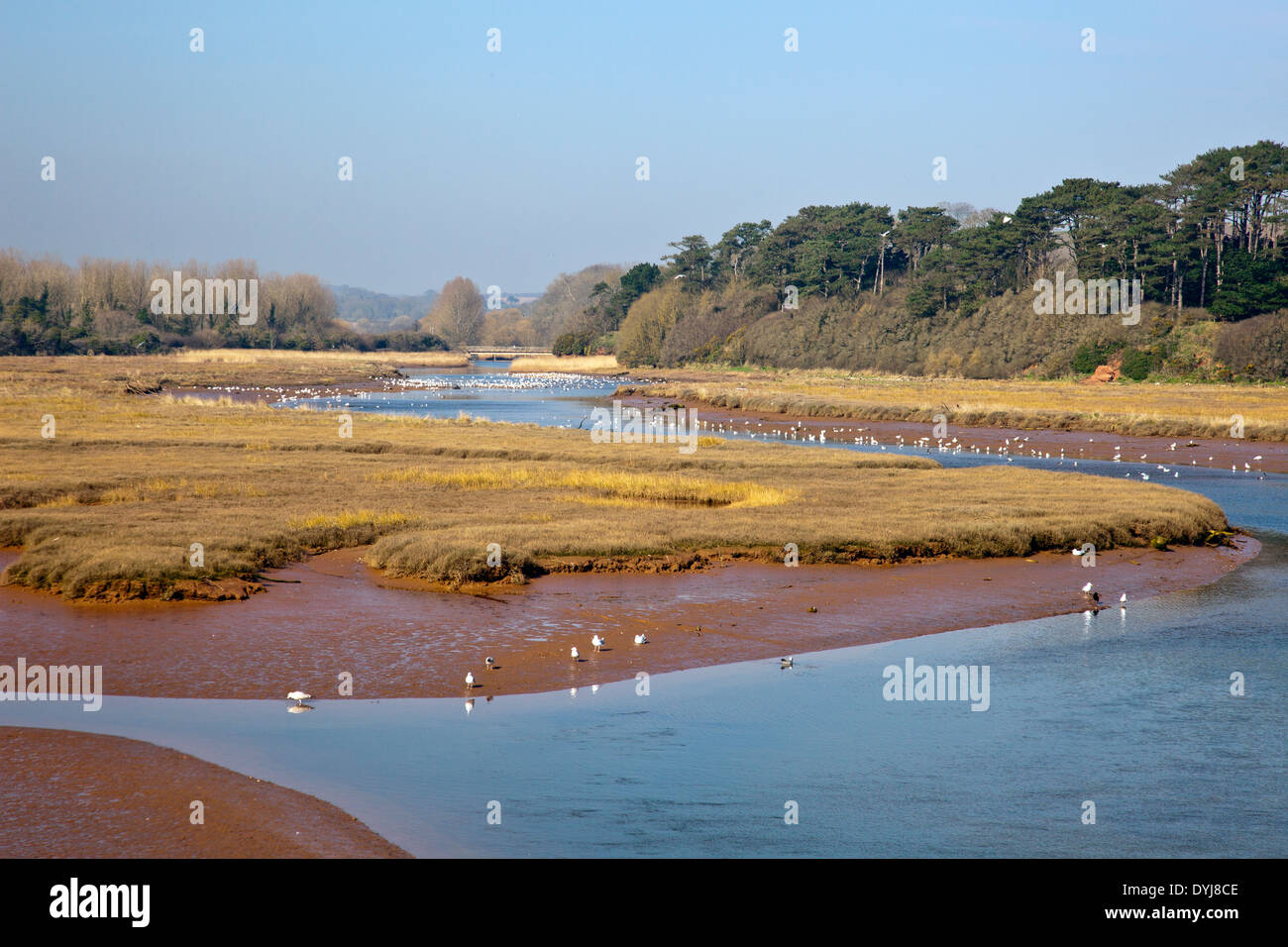 Otter estuary nature reserve hi-res stock photography and images - Alamy