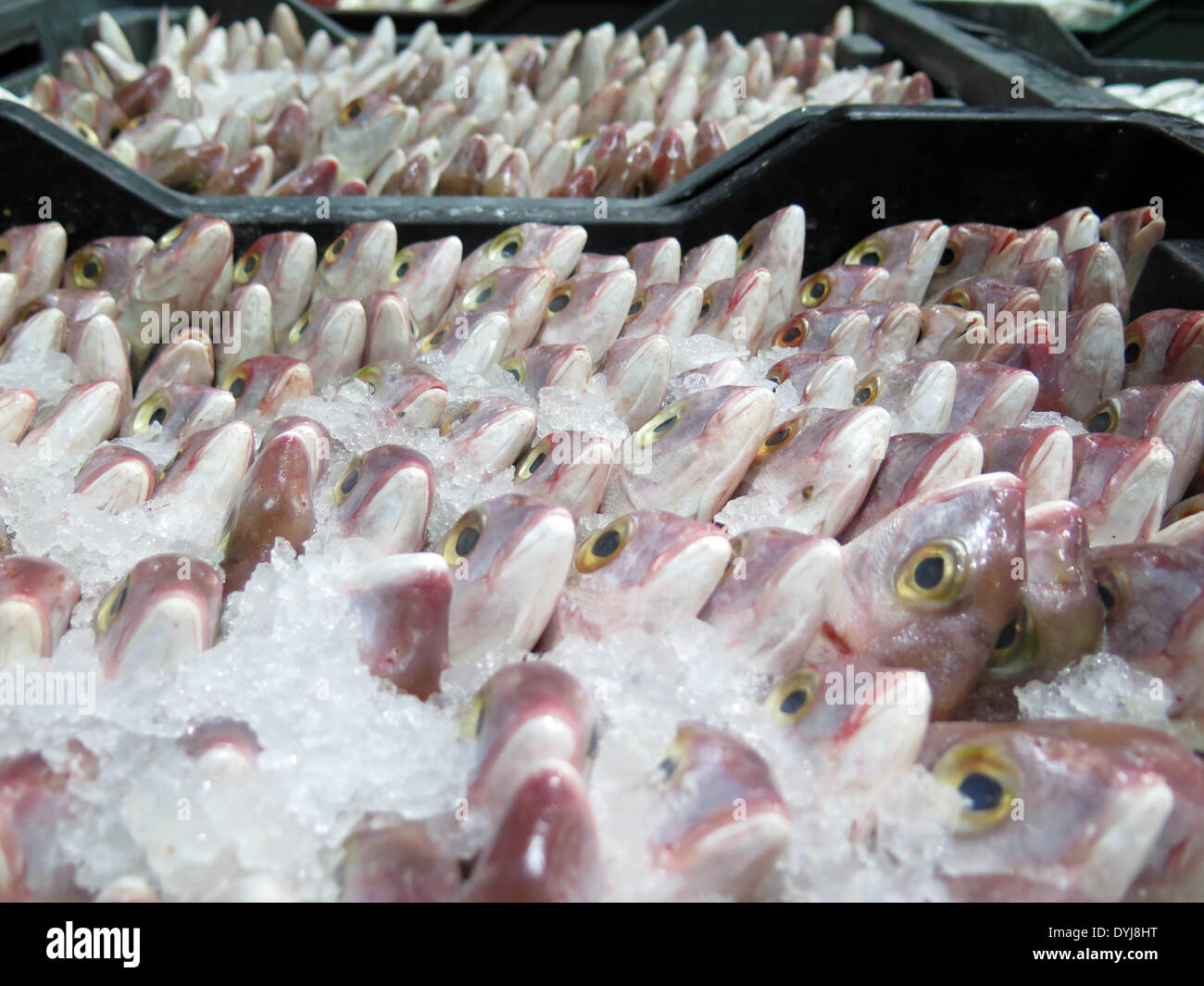 Tunis. 19th Apr, 2014. Photo taken on April 19, 2014 shows fish to be ...