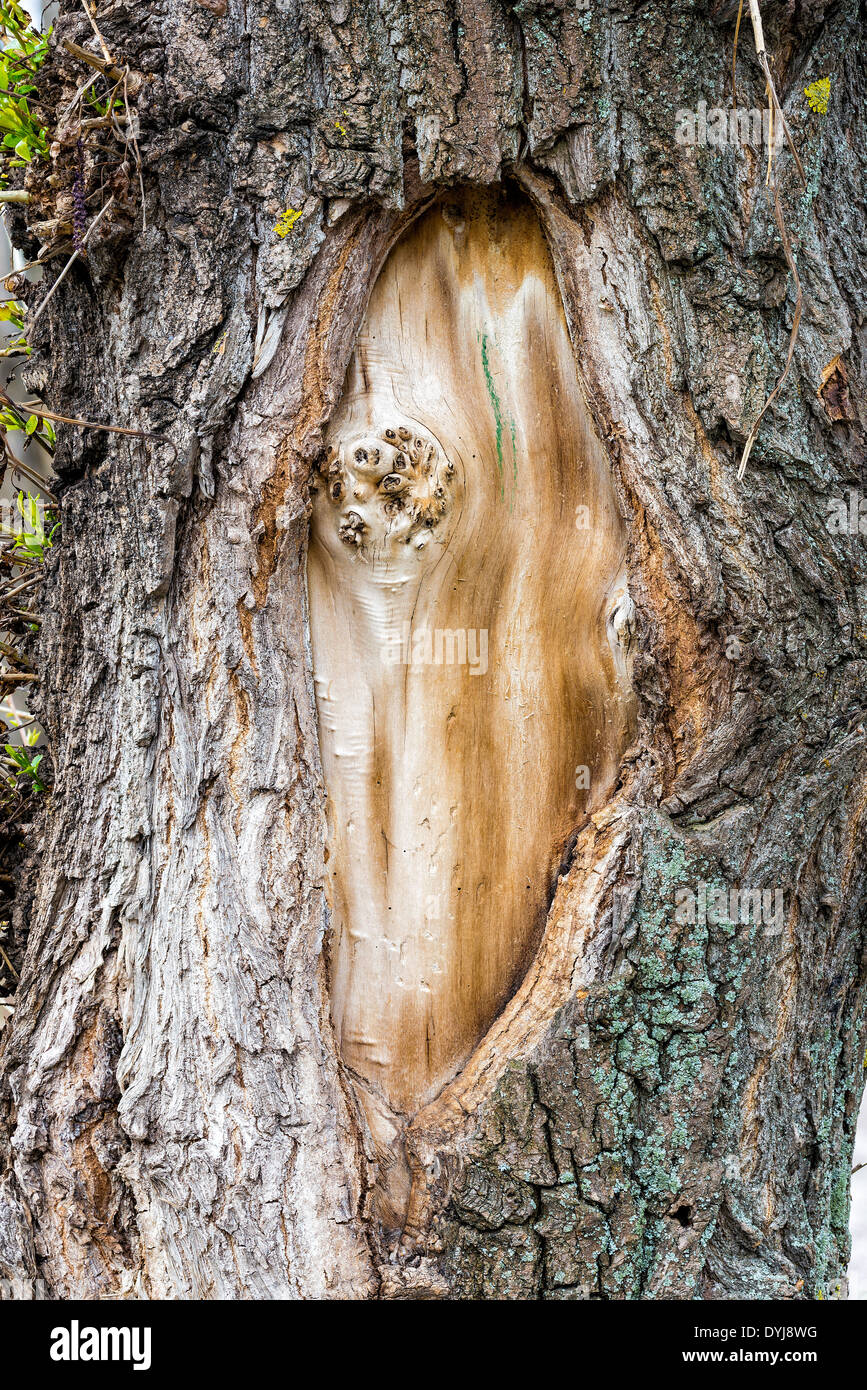 Tree bark in detail hi-res stock photography and images - Alamy