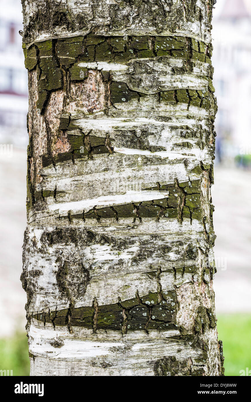 Closeup on a birch tree bark in the park Stock Photo - Alamy