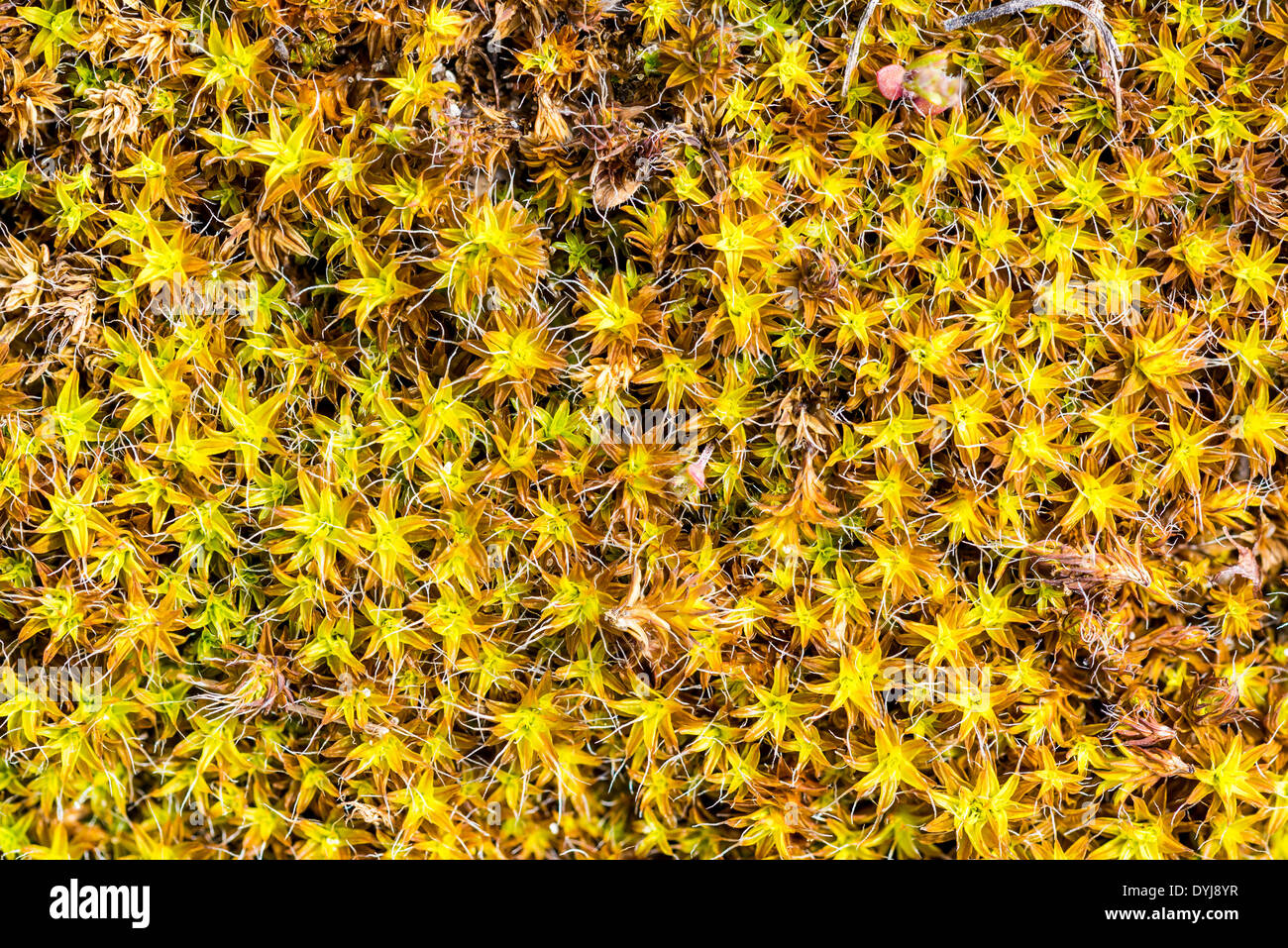 Macro of young green moss in spring Stock Photo - Alamy