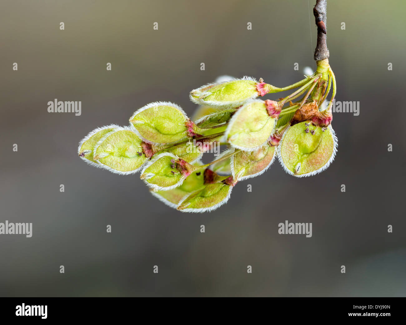 Seed Of Elm Tree Stock Photos & Seed Of Elm Tree Stock Images - Alamy
