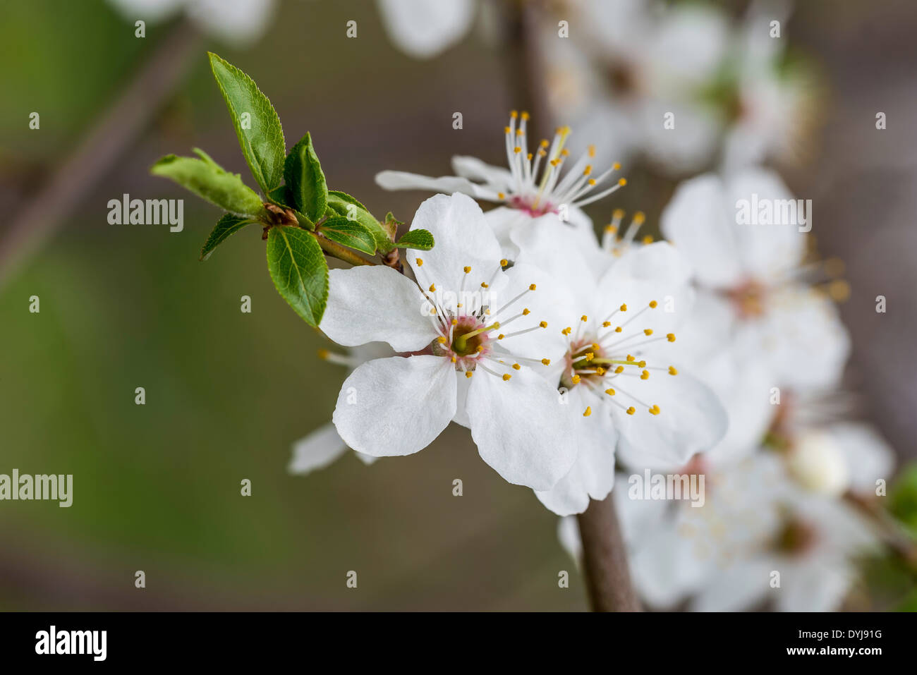Fruit tree flower hi-res stock photography and images - Alamy