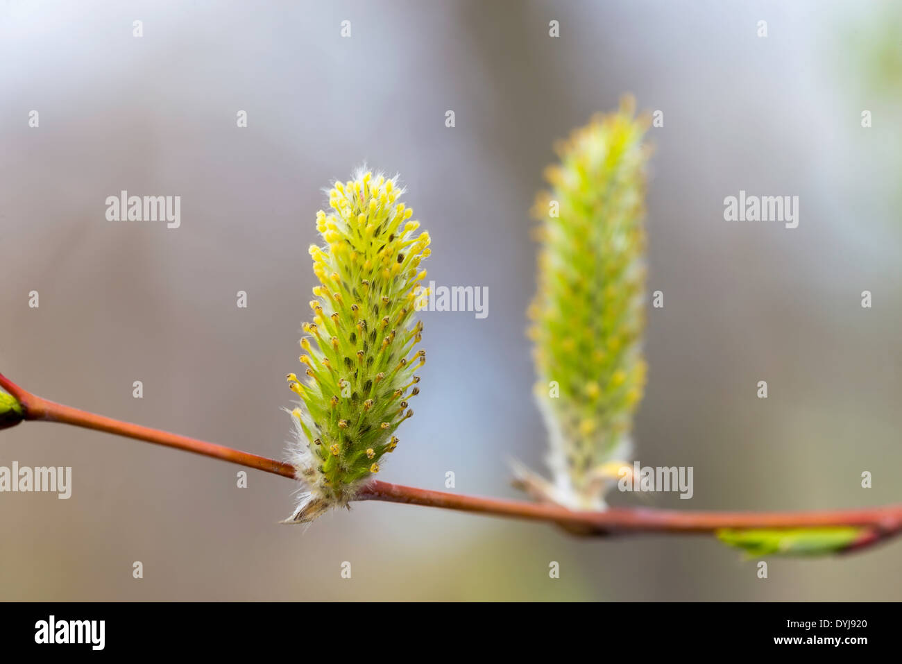 Green catkin on a tree branch in spring Stock Photo - Alamy