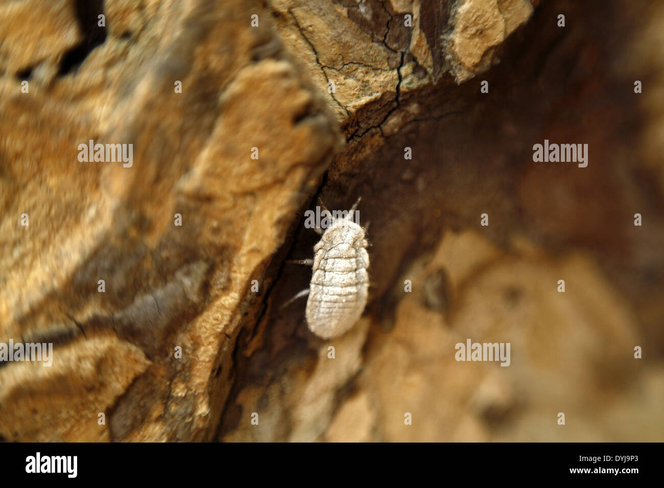 Dhaka, Bangladesh. 19th Apr, 2014. The mealybug-infested corridor along ...