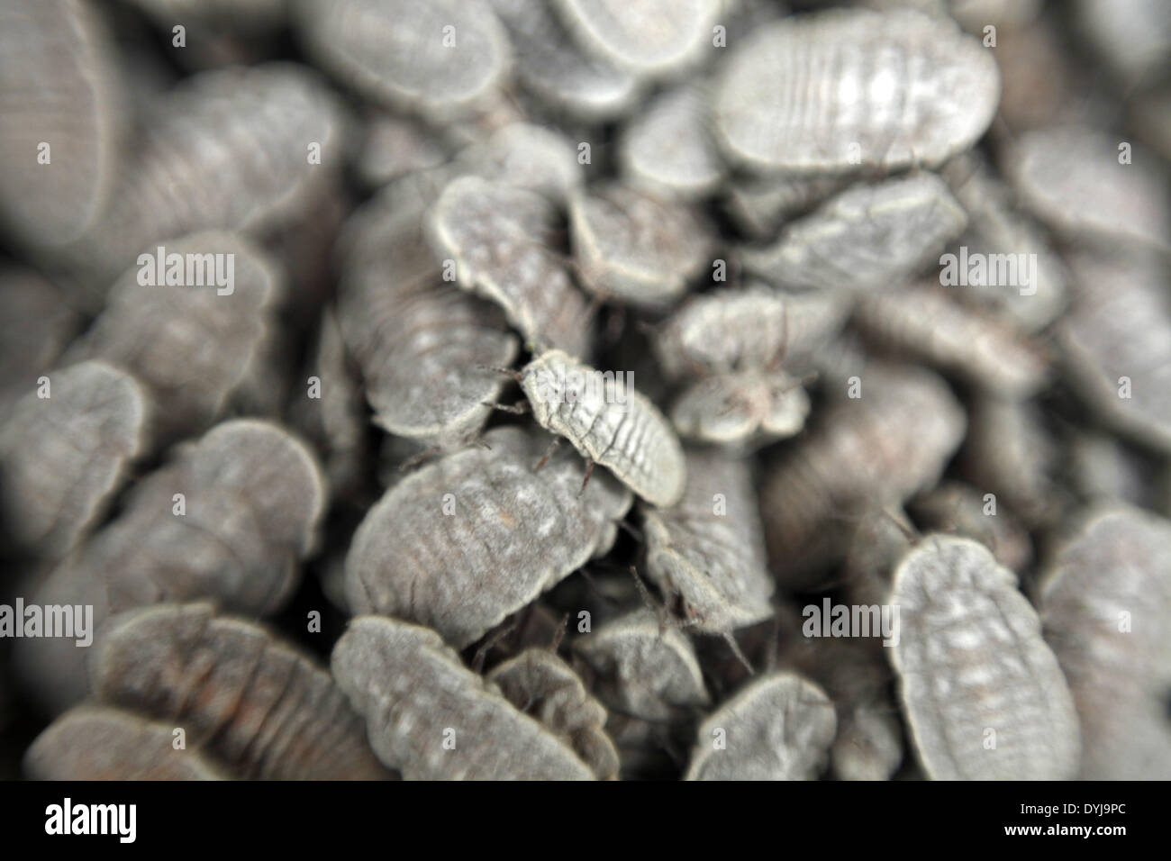 Dhaka, Bangladesh. 19th Apr, 2014. The mealybug-infested corridor along ...