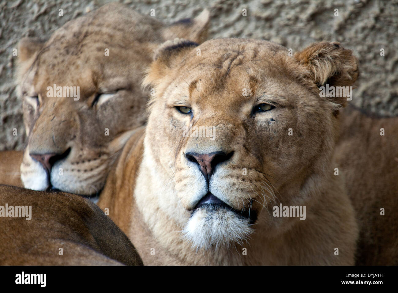 Two lionesses resting in the shade Stock Photo - Alamy