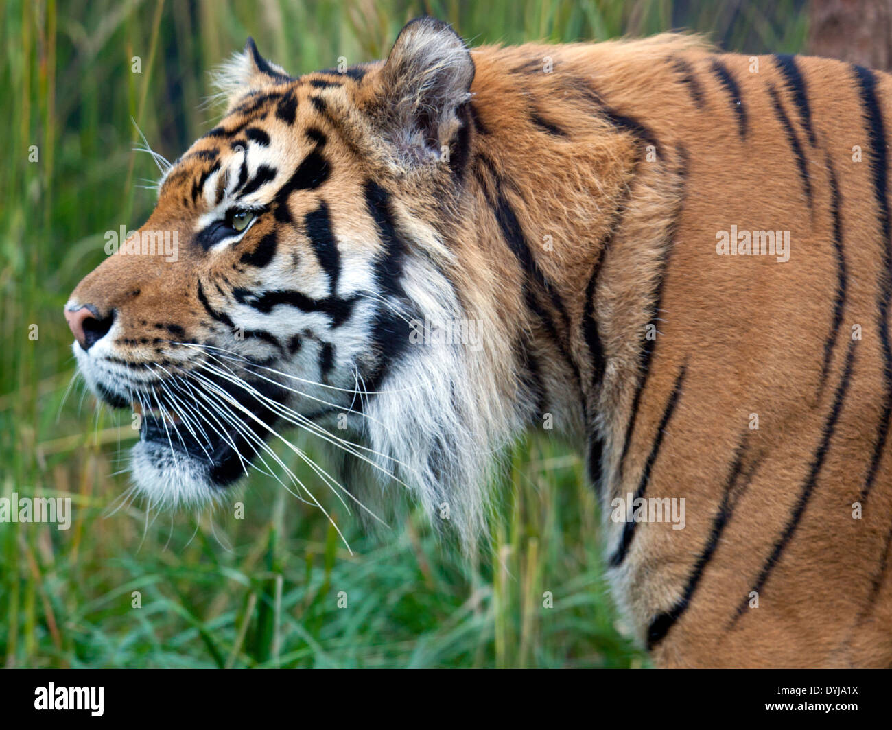 Walking sumatran tiger panthera tigris hi-res stock photography and ...