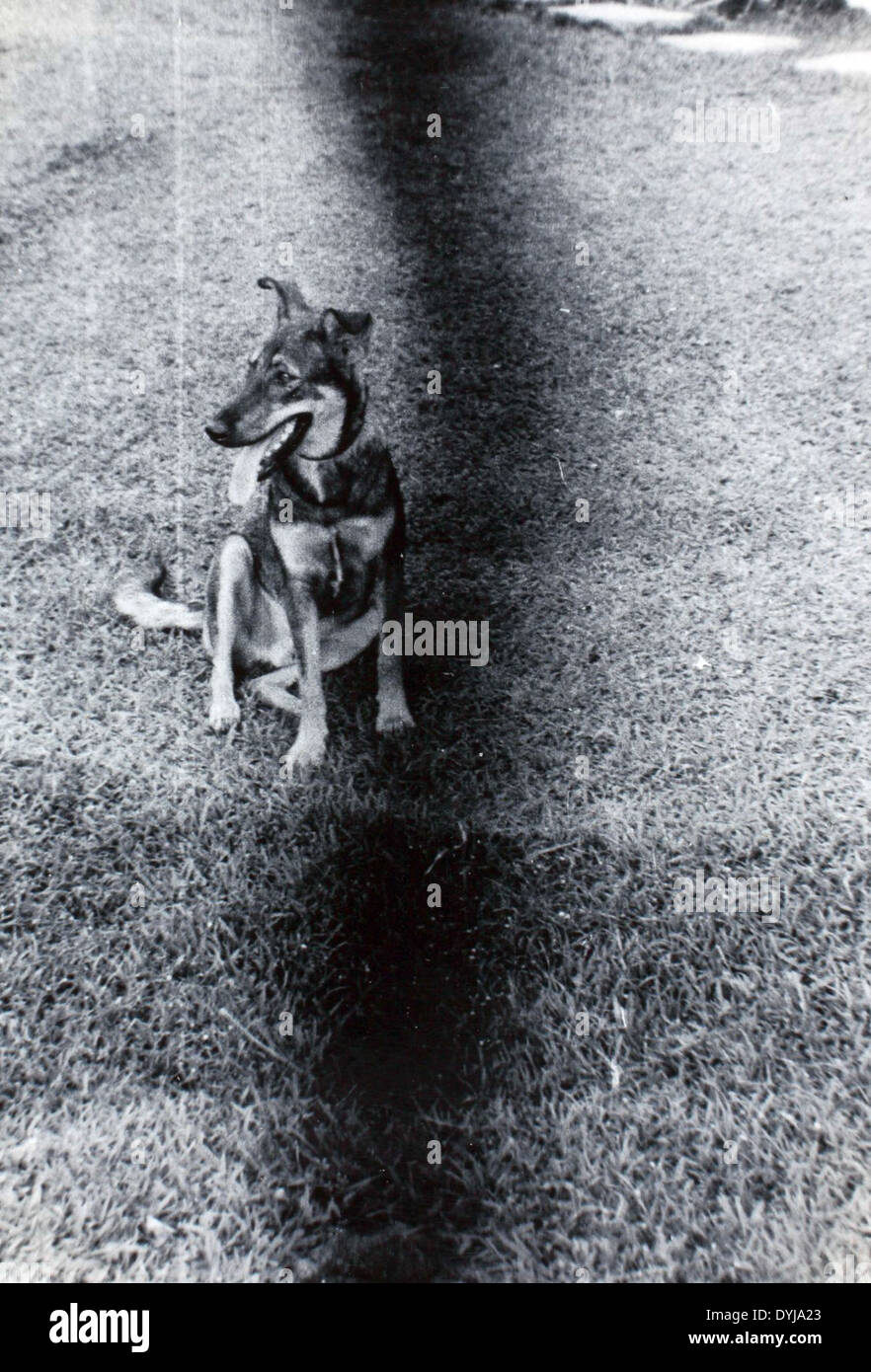 VPB-102, a U.S. Navy squadron, flew the Consolidated PB4Y during its ...