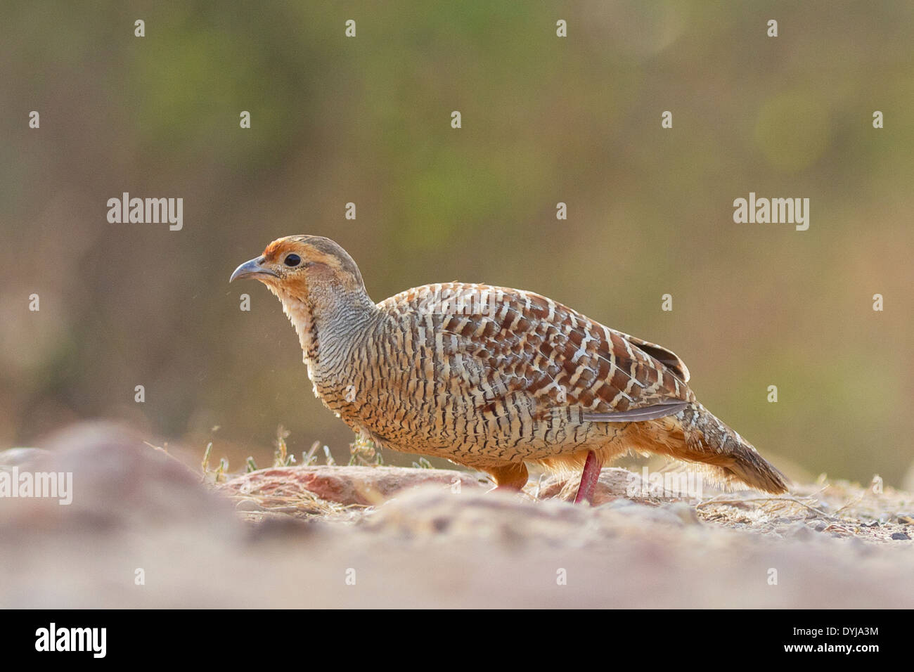 Teetar bird hi-res stock photography and images - Alamy