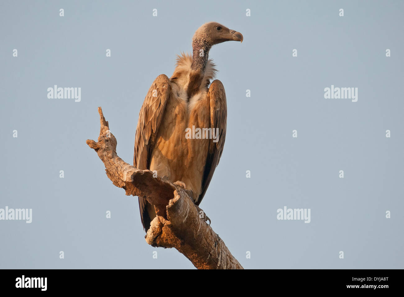 Indian vulture sitting on tree hi-res stock photography and images - Alamy
