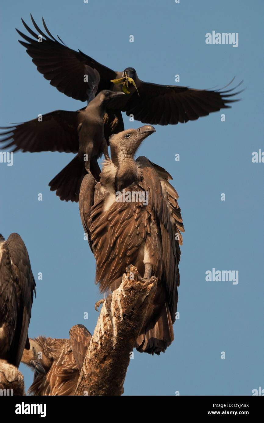 Juvenile White-rumped Vulture (Gyps bengalensis) mobbed by crows Stock ...