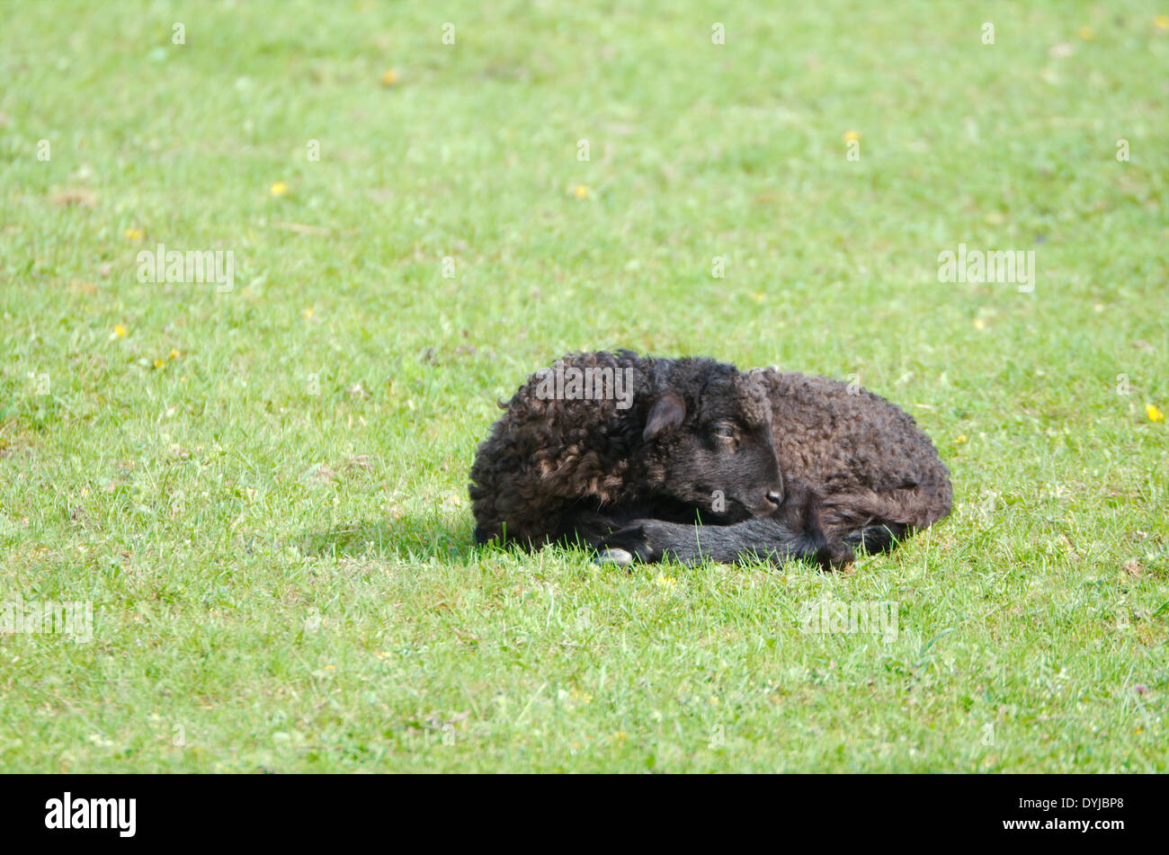 Black lamb hi-res stock photography and images - Alamy