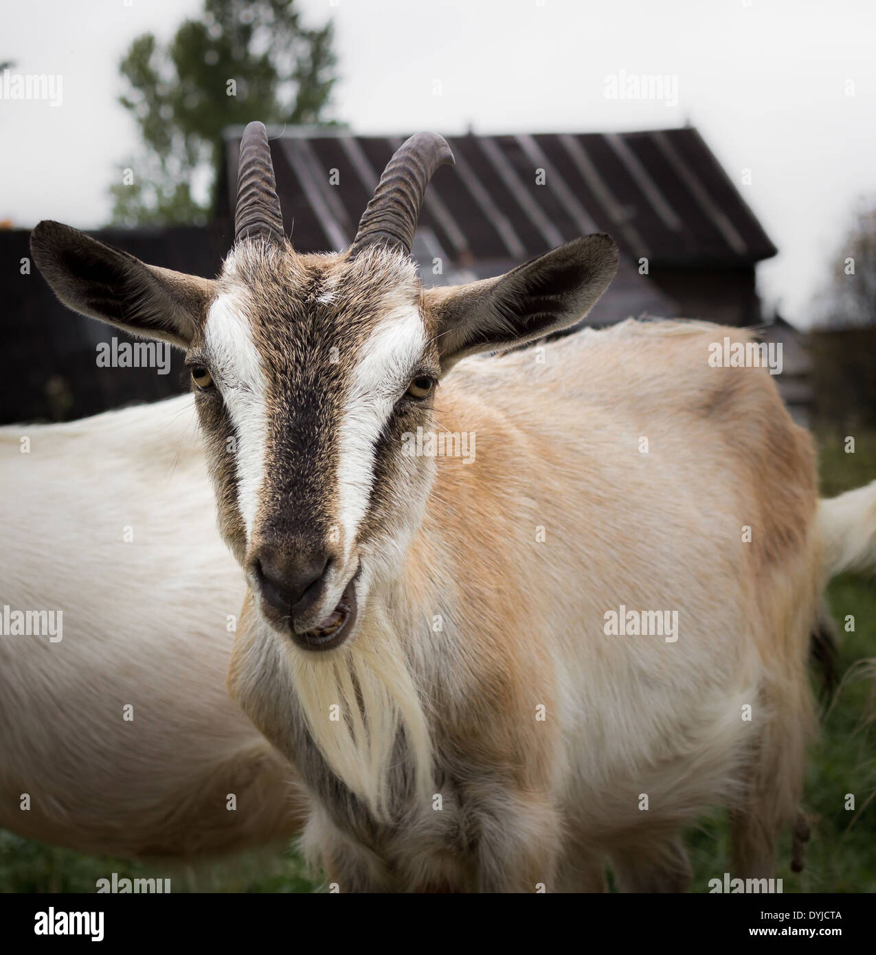 Alpine goat dairy hi-res stock photography and images - Alamy