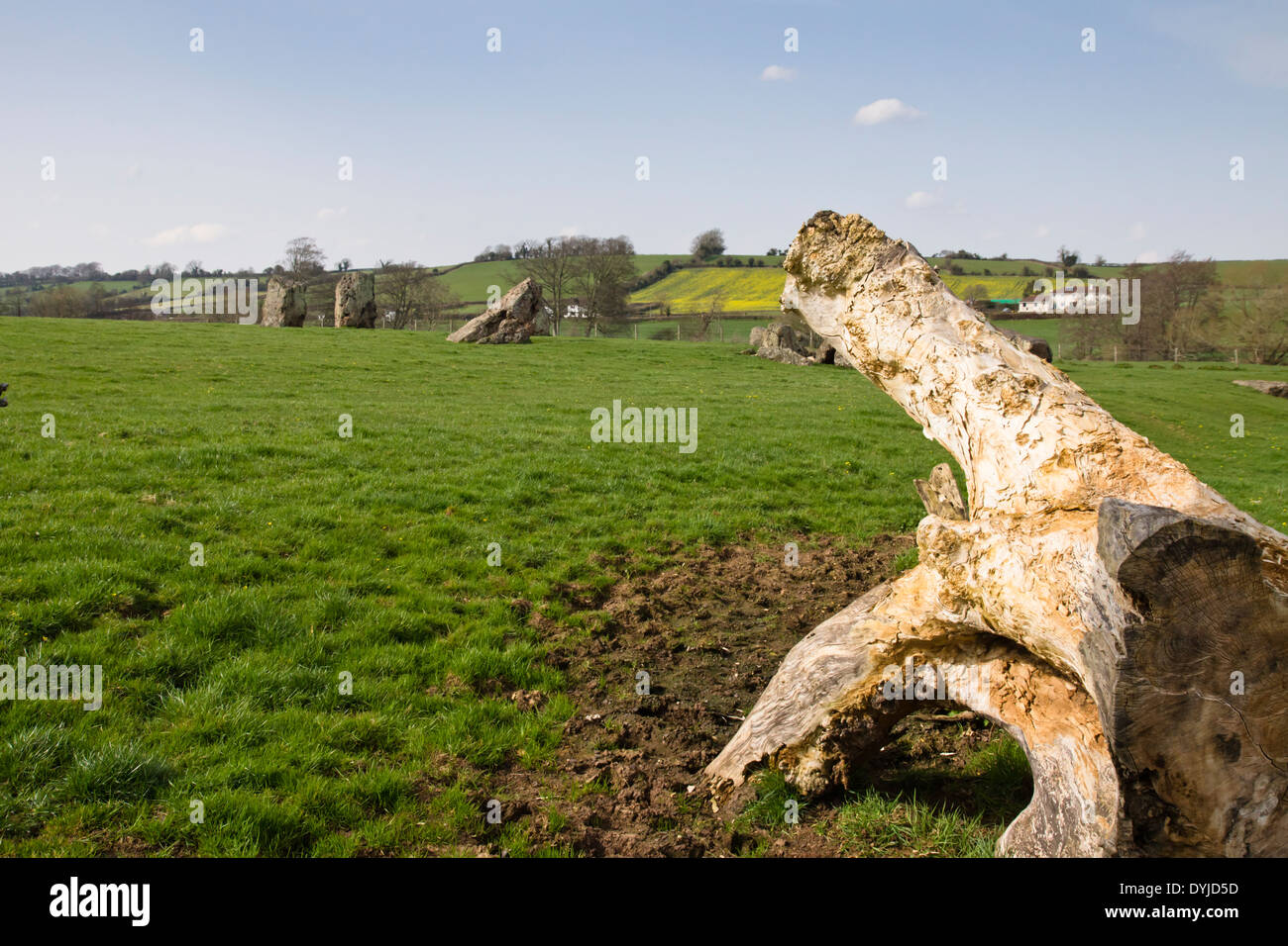 Stanton Drew stone circle in Somerset england UK Stock Photo - Alamy