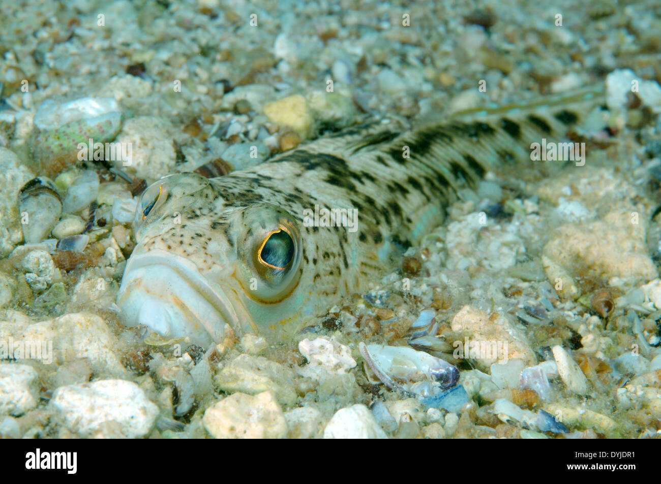 Draco lineatus hi-res stock photography and images - Alamy