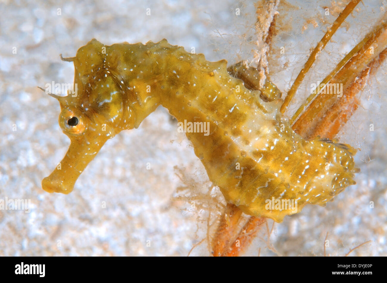 Short-snouted Seahorse (Hippocampus hippocampus), Black Sea, Crimea ...