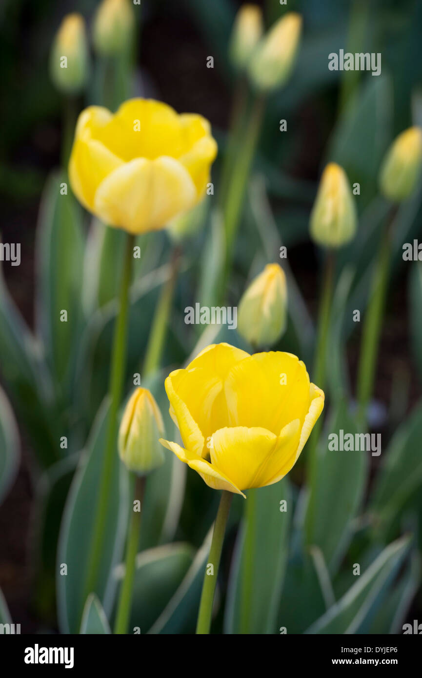 Tulipa. Tulip 'cream cocktail' flowers Stock Photo - Alamy