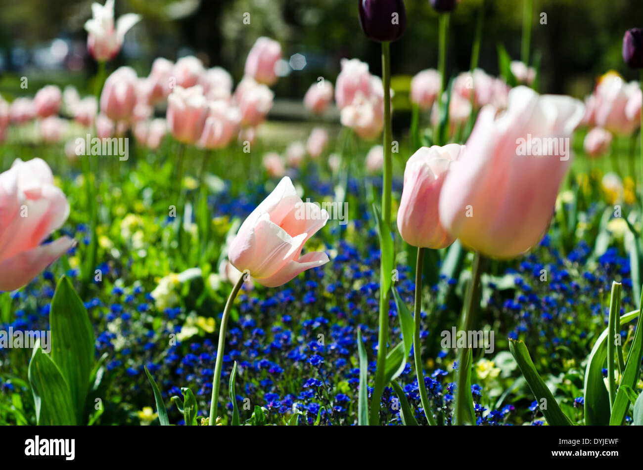 Pink Tulips in a flower bed Stock Photo - Alamy