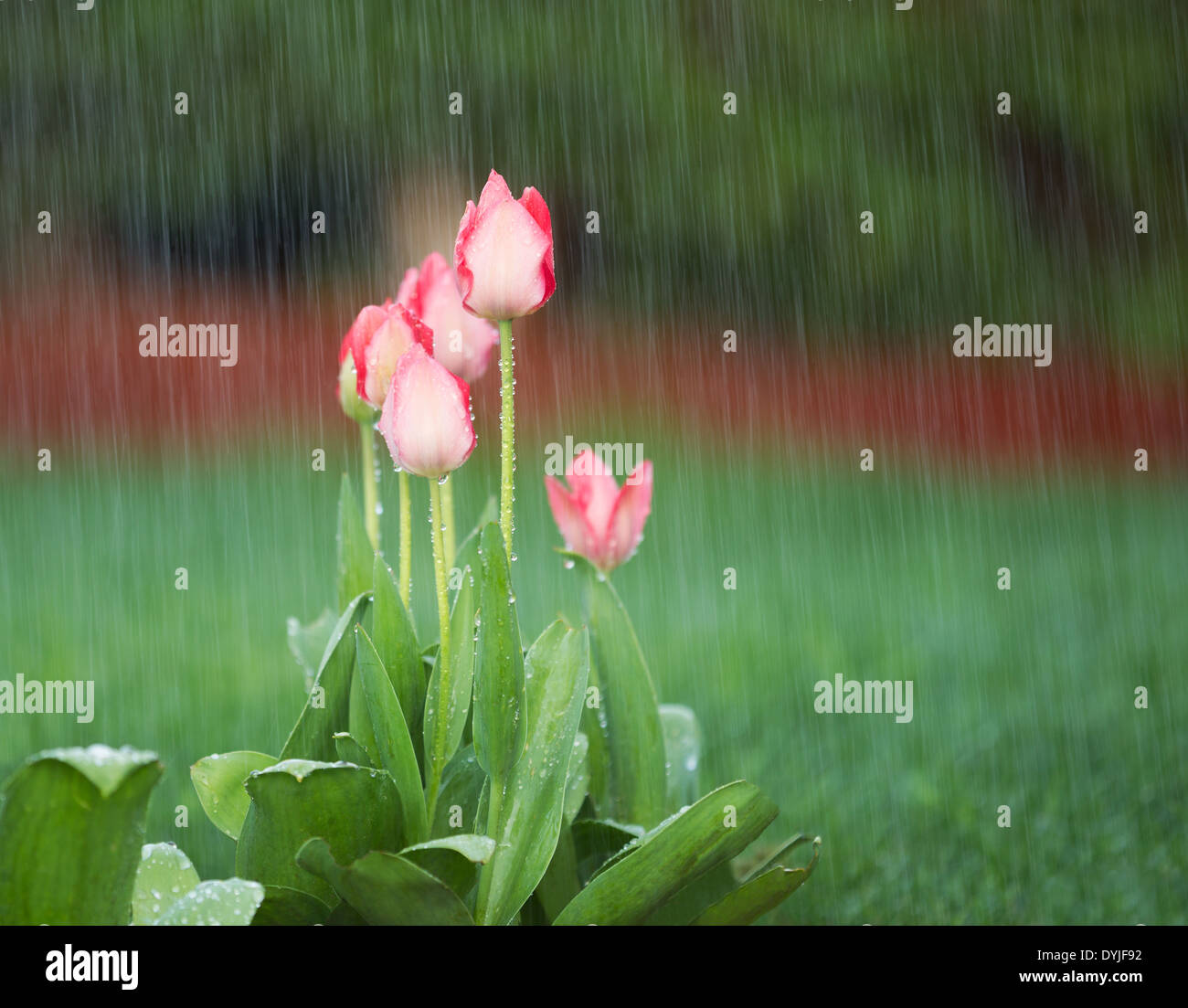 Spring rain hi-res stock photography and images - Alamy