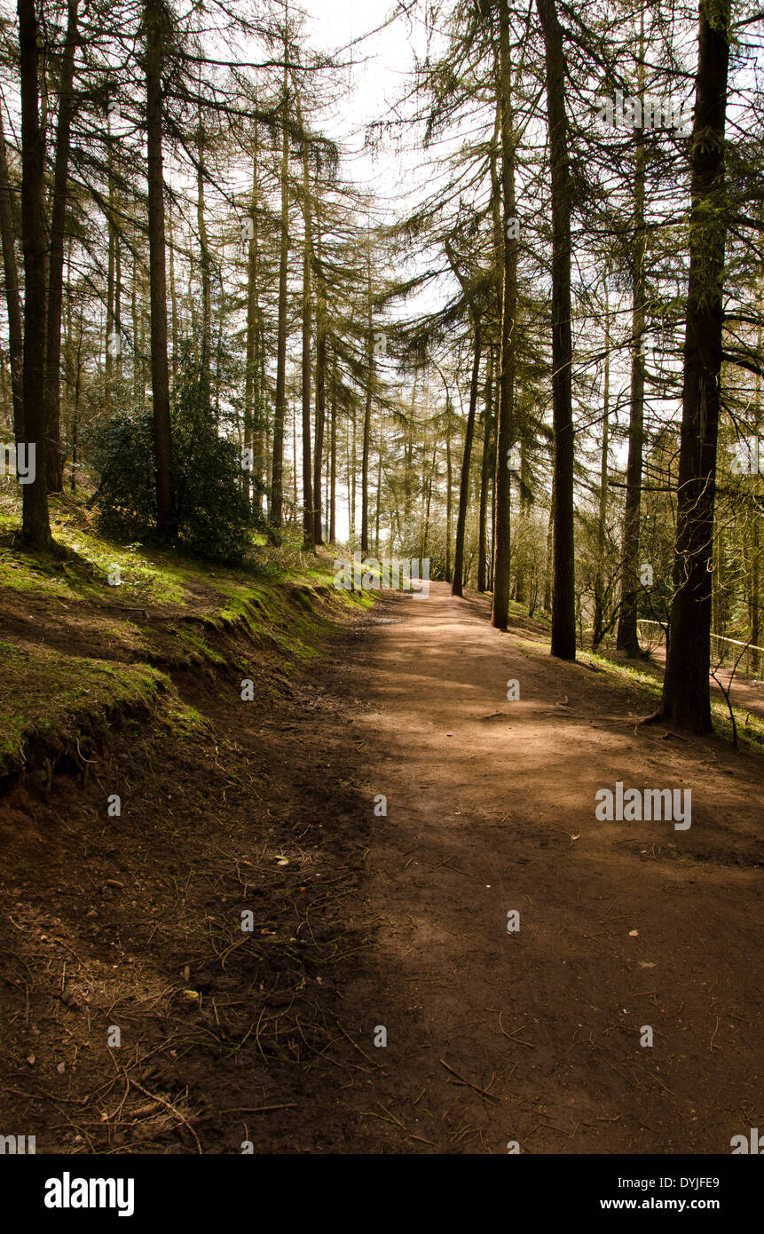 A sun dappled bridle path at Clent Hills, Worcestershire UK Stock Photo ...