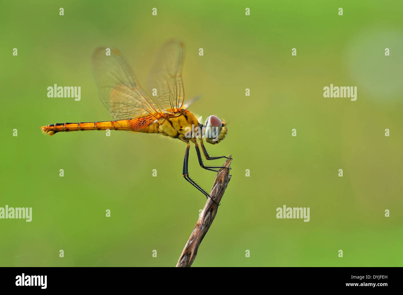 Dragonfly bite hi-res stock photography and images - Alamy