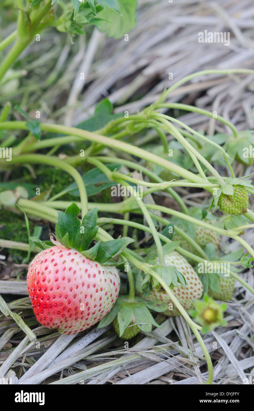 Strawberry plants already ripe to harvest Stock Photo - Alamy