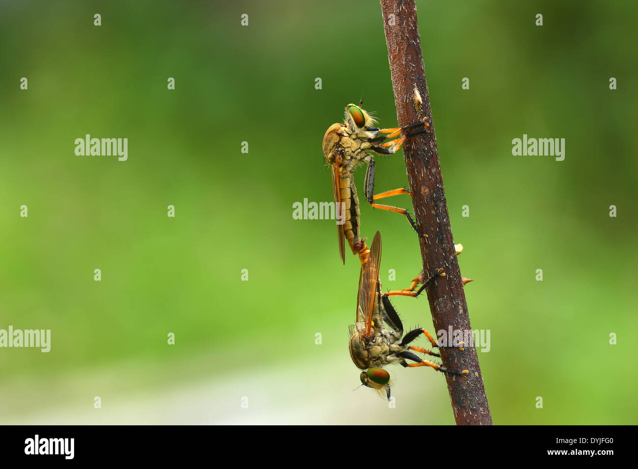 Dragonfly identification hi-res stock photography and images - Alamy