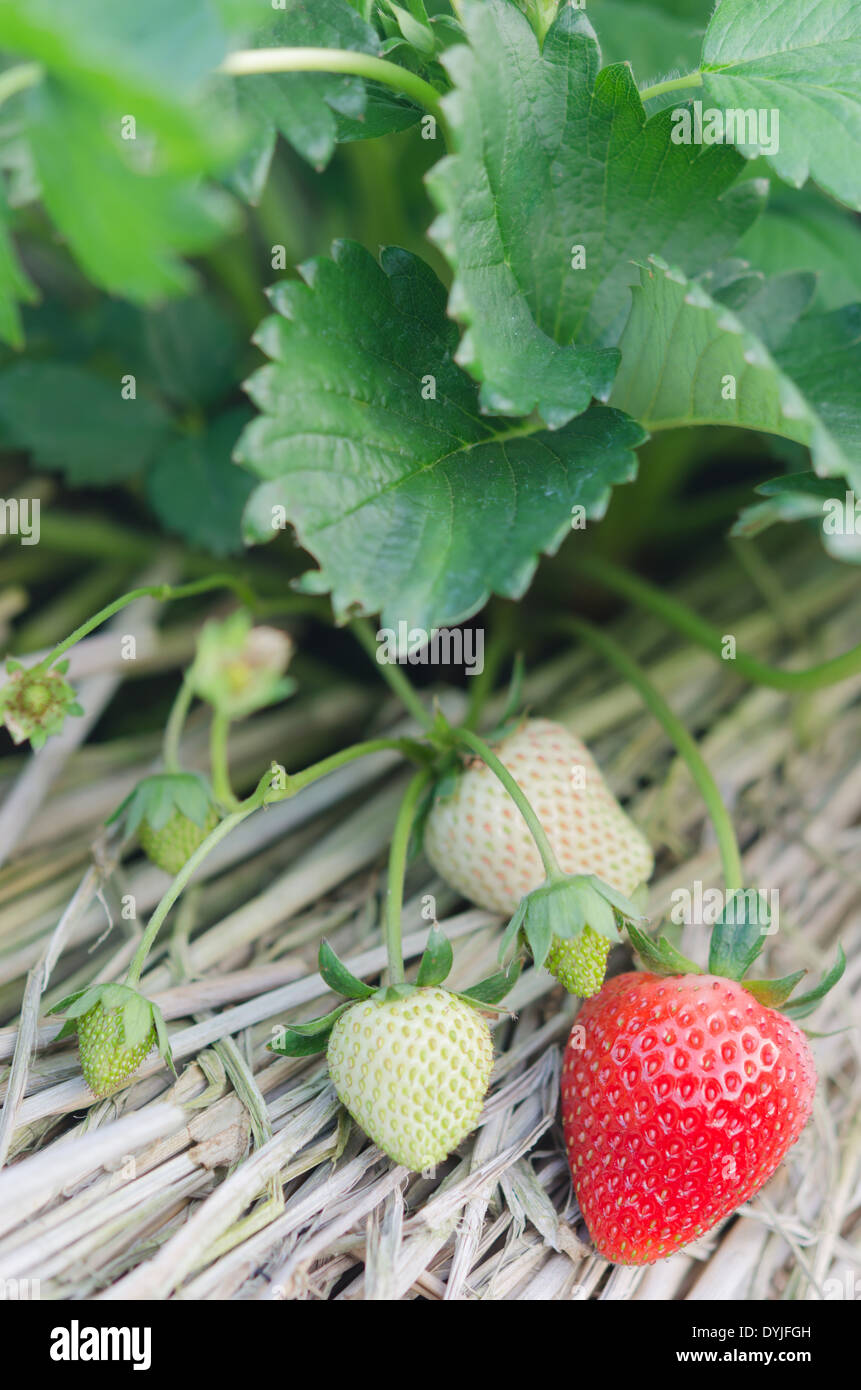 Strawberry plants already ripe to harvest Stock Photo - Alamy