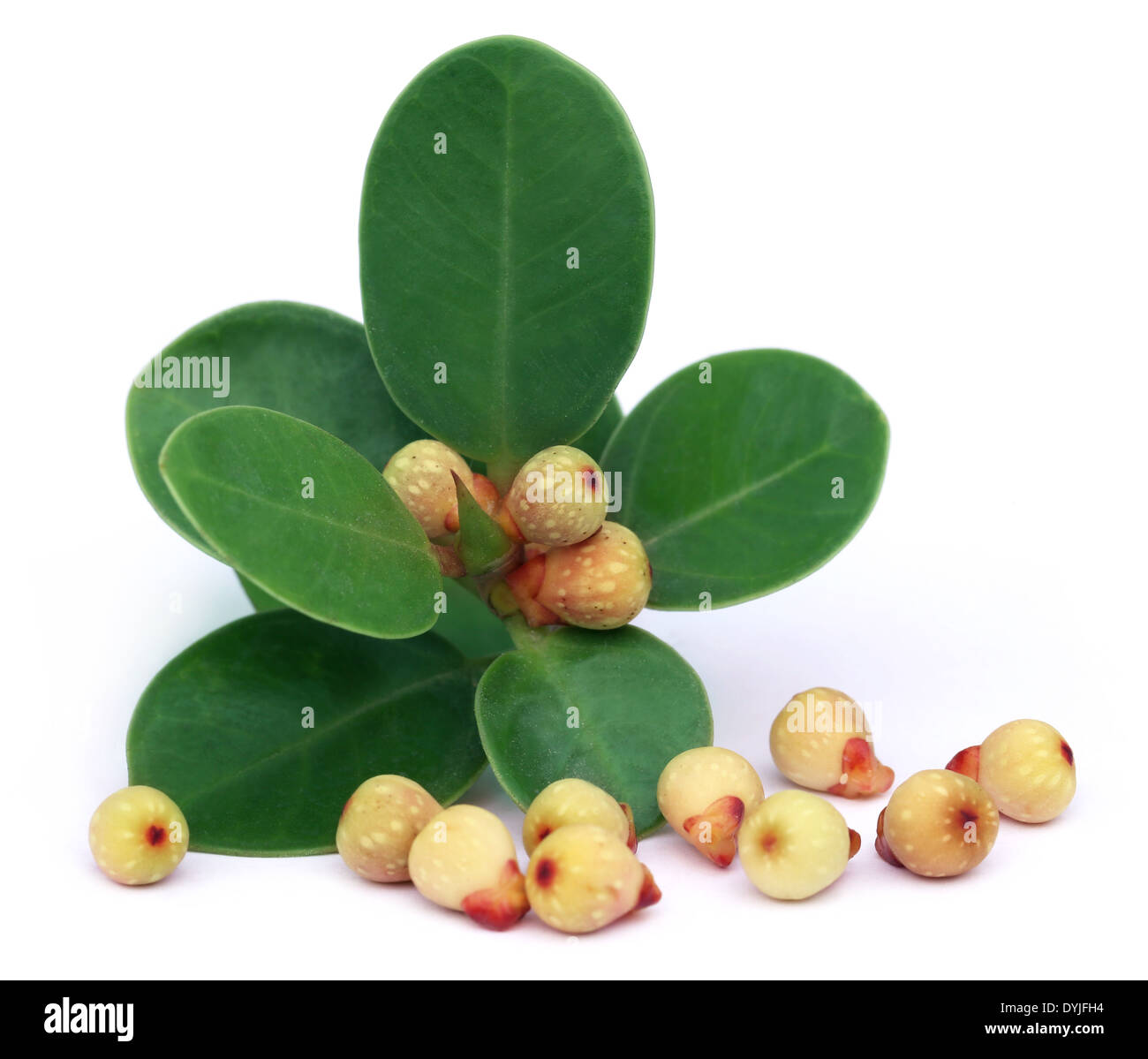 Fruit of banyan tree Cut Out Stock Images & Pictures - Alamy