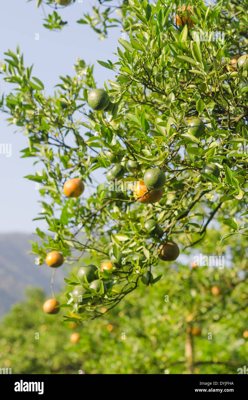 branch orange tree fruits with green leaves in sunlight Stock Photo - Alamy