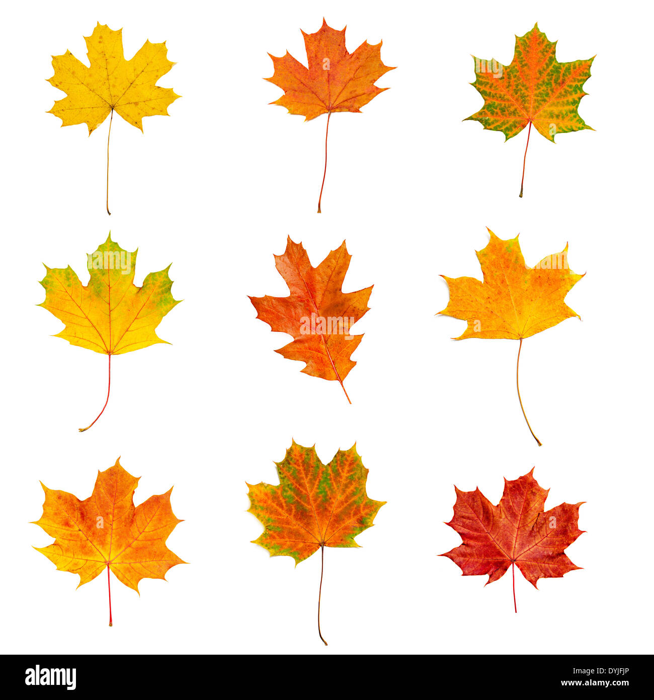 Autumn leaves set Stock Photo - Alamy