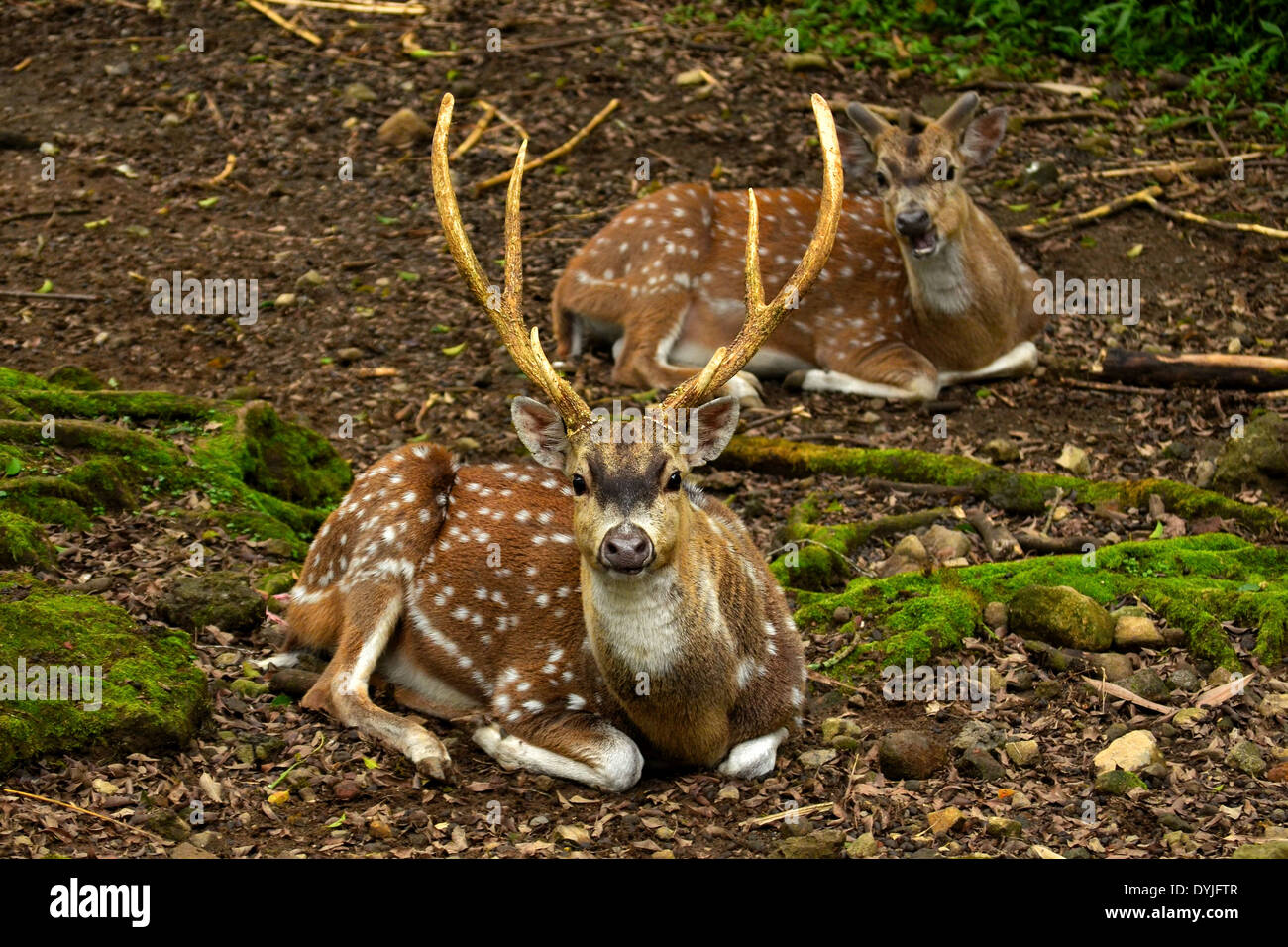 Alpha animals hi-res stock photography and images - Alamy